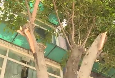 小区大树被砍惹众怒，老人要求撤销砍伐许可，复议机关如何审？ 知乎