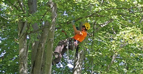 Why The Lowest Bidder Isnt Always The Best Choice For Tree Trimming