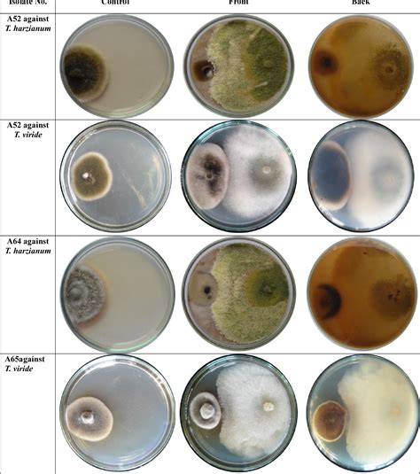Figure 1 From Evaluation Of Antagonist Activity Of Trichoderma Species Against Alternaria