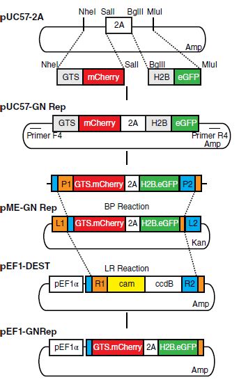 Puc57 Gnrep Vector Vectors Ximbio