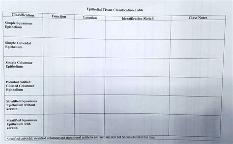 Epithelial Tissue Classification Table Classification Function Location