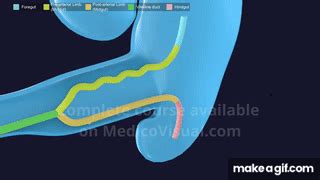 3d Midgut Embryology Rotation Of Midgut In 3d Physiological