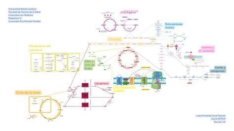 Mapa Metabólico Bioquímica Luisa Oscal Udocz