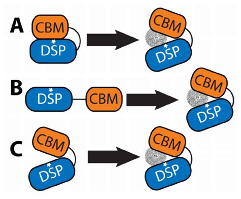 Schematic Representing Possible SEX4 Dynamics Download Scientific Diagram