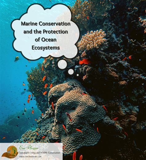Marine Conservation And The Protection Of Ocean Ecosystems The Eco