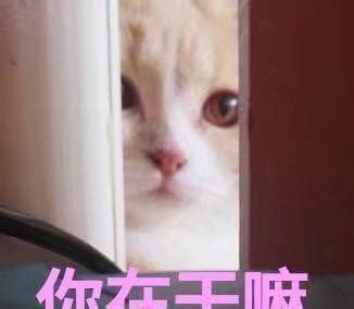 猫咪恨主人的十种表现你家的猫对你有哪几种 东方养生频道 东方养生