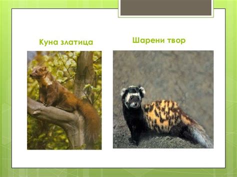Угрожене биљне и животињске врсте Србије