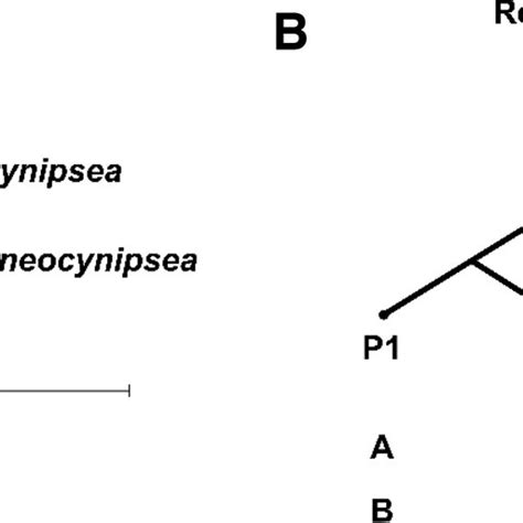 Putative Phylogeny Of Sepsid Species Studied A Species Phylogeny