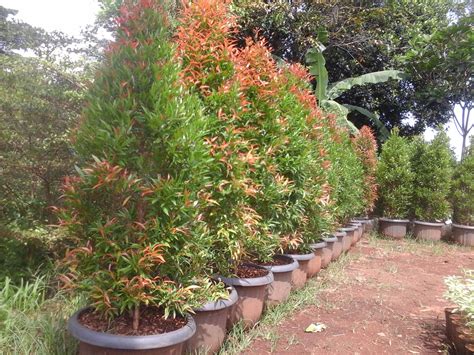 Jual Pohon Pucuk Merah Supplier Pohon Pucuk Merah Tukang Pohon