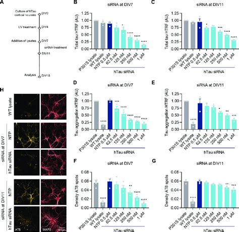 Human Tau Knock Down By Sirna Decreases Tau Inclusions In Seeded Htau Download Scientific