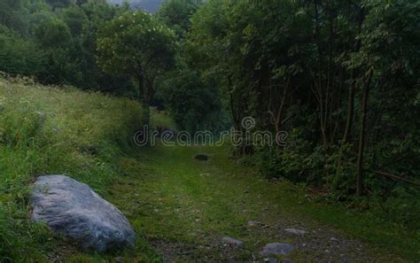 Beautiful Green Grassy Path Through The Forest Trees On A Mountain Road