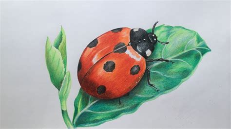 Ladybug Drawing In Color Pencils Realistic Ladybug Drawing Faber