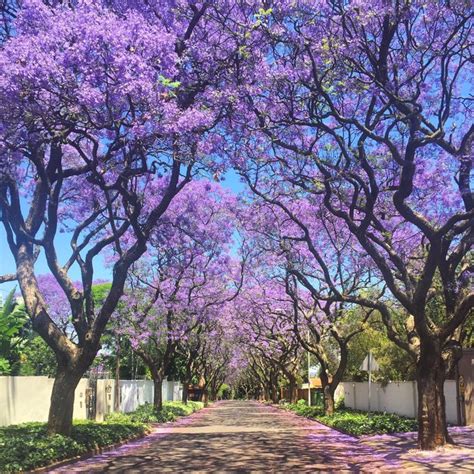 Jacaranda Season Is Finally Upon Us The Citizen