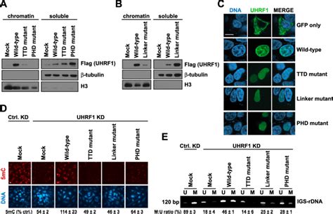 The Uhrf1 Ttd Phd Functions As A Single Unit In Cells To Maintain