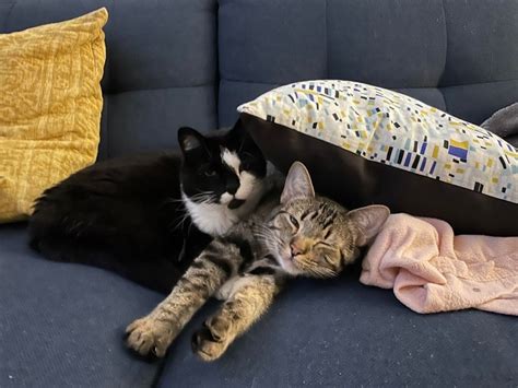 Фото котиков Fotorelax