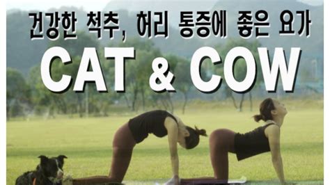 엘리샤요가 건강한 척추를 위한 요가 고양이자세 소자세 요통완화 면역력강화 목 어깨 등 피로풀기 How