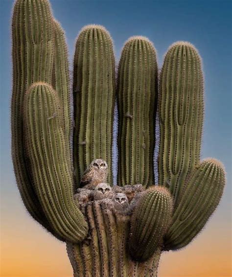 Great Horned Owl On Cactus