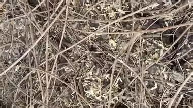 Indian Couple Outdoor Sex In A Jungle Deep Forest Porn Video