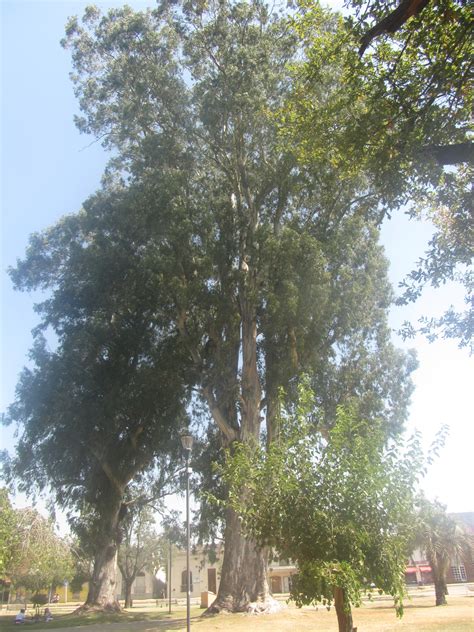 Venado Tuerto