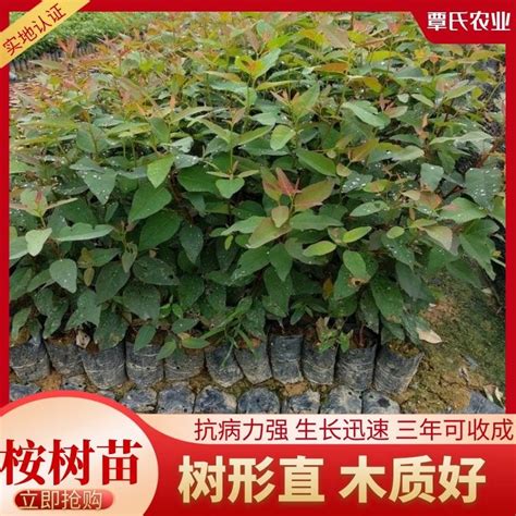 桉树 速生桉广州1号桉树苗 生长快抗风强耐旱耐阴抗病虫害 产品关键词广州1号树苗广州1号桉树价格多少广州1号桉广州桉树广州速生桉树