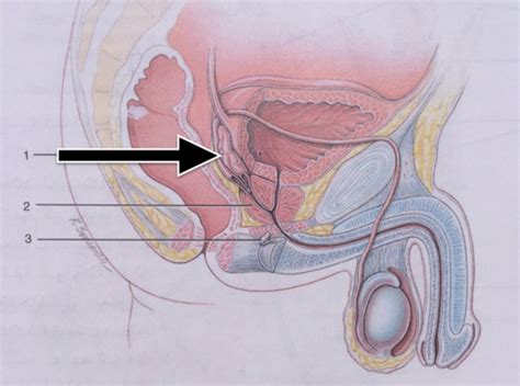 Reproductive Lab Quiz Flashcards Quizlet