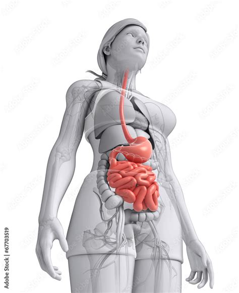 Female Large Intestine Anatomy Stock Illustration Adobe Stock