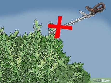 How To Prune A Juniper Tree Steps With Pictures WikiHow
