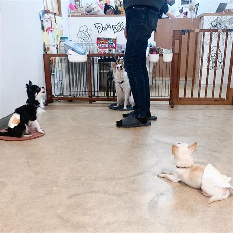 大阪の犬カフェおすすめ5選！ワンちゃんと触れ合える人気ドッグカフェ Prettyonline