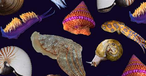 Mollusks Amnh