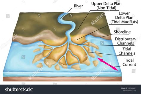 River Delta Diagram