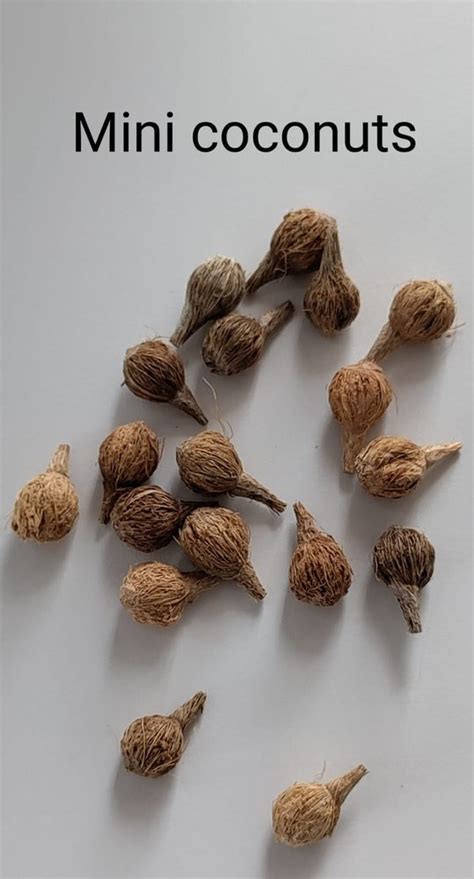 Mini Miniature Coconut At ₹ 19 Coconut Id 26089289048