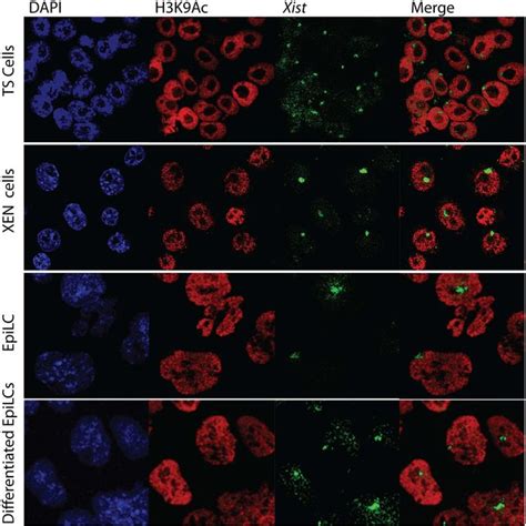 Immuno Rna Fish For Ezh2 Or H3k27me3 And Xist In Ts Cells And Xen