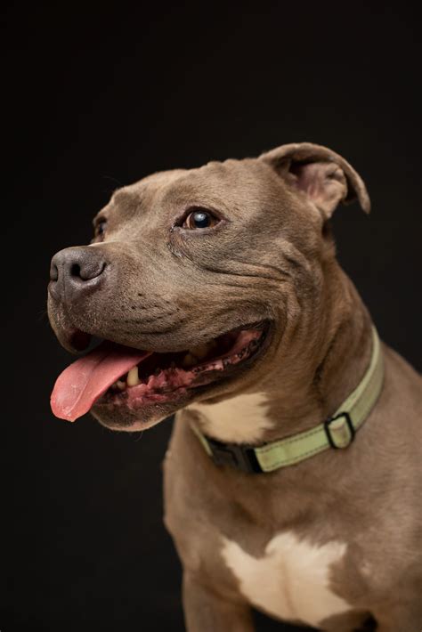 Pit Bull Awareness Monthyoki Smile By Bill Chesney Rescue Ranch Inc