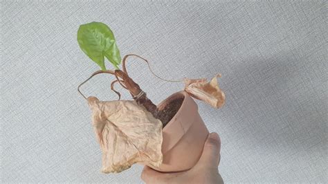 알로카시아 전문가처럼 키우기가지치기 물주기 적정온도 무름병 네이버 블로그