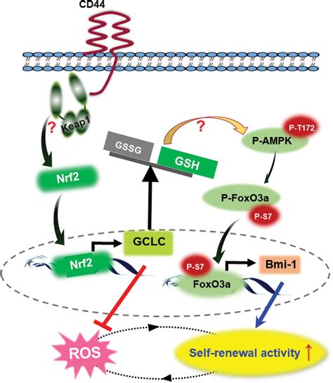 Nuclear Factor Erythroid Derived 2 Like 2 Induced Reductive Stress
