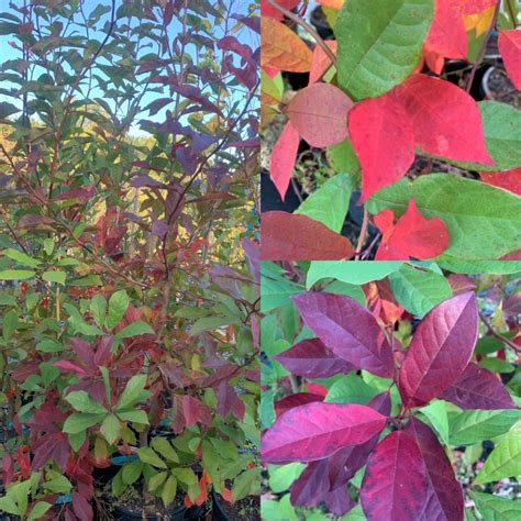 Tupelo Tree Lakeside Plants And Nursery