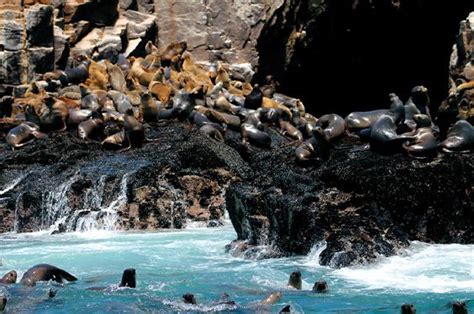 Visita el Callao Cómo llegar a Islas Palomino Navega y nada con lobos marinos Infobae