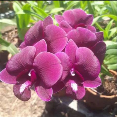 Jual Anggrek Dendrobium Red Dragon Dewasa Shopee Indonesia