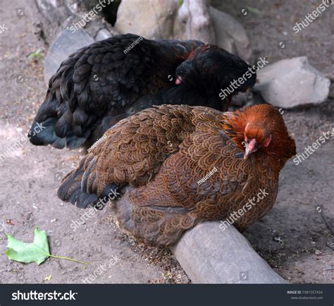Cornish Chickens