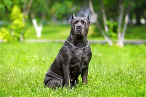 Cane Corso Pitbull Mix Info Pictures Traits And Facts