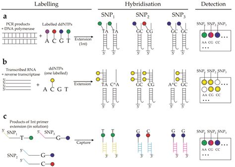 Major Techniques For Detection Of Snps Using Microarrays Colors And