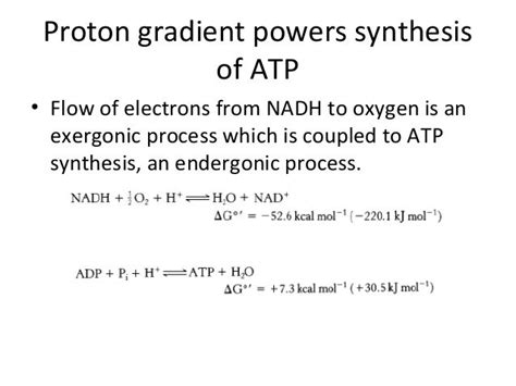 How Does A Proton Gradient Drive Synthesis Of Atp Industriestros