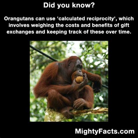 Orangutans Orangutan Fun Facts Fun Science