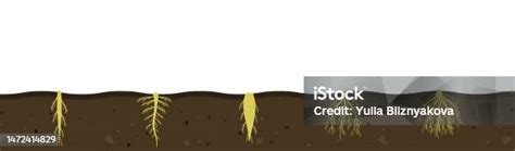 토양에있는 뿌리 체계의 다양성 검은 토양 섹션의 벡터 그림입니다 식물의 섬유질 및 뿌리 뿌리 뿌리 줄기의 시각 보조 리좀에 대한 스톡 벡터 아트 및 기타 이미지 Istock