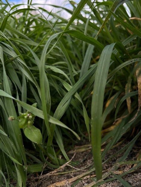 Premium Photo Beautiful Grass