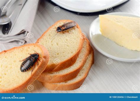 Barata No Alimento Na Cozinha O Problema é Na Casa Devido às Baratas Barata Que Come Na Cozinha