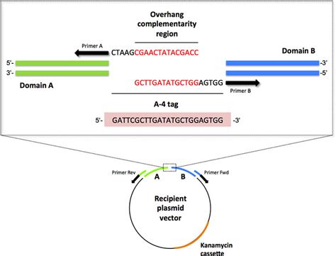De Novo Insertion Of Small Fusion Protein Tags Via In Fusion Cloning