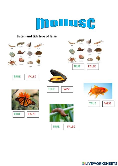 Molluscs Online Worksheet Live Worksheets