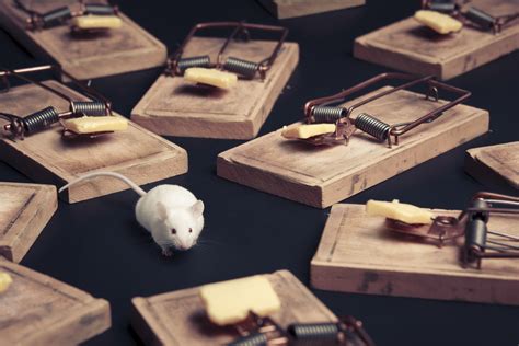 Video 7 Effective Rat Trap Tips That Work