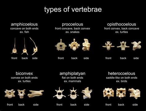Types Of Vertebrae General Fossil Discussion The Fossil Forum